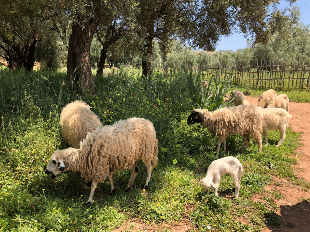 Assilah Rugs x White Otter Design Co. Collab Collection